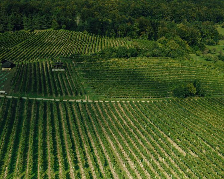 Explore the Wines of Switzerland
